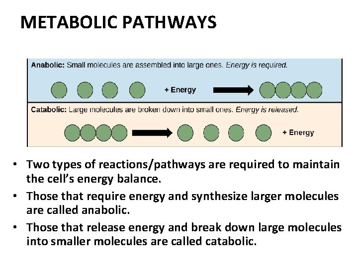 BIOLOGY 2 E Module 5 METABOLISM Power Point