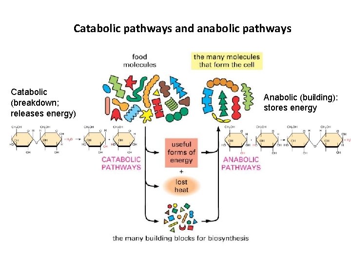 BIOLOGY 2 E Module 5 METABOLISM Power Point