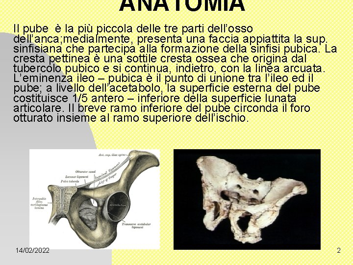 Le lesioni del pube Anatomia ossea n Legamenti