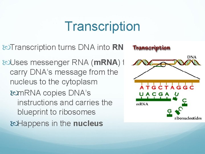 Protein Synthesis DNA Captain of the Cell DNA