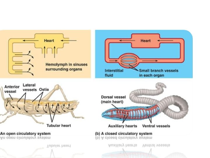 Ch 27 Phylum Mollusca Outline Forms Feeding Respiration