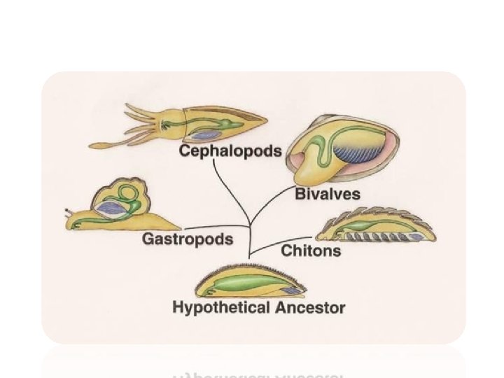 Ch 27 Phylum Mollusca Outline Forms Feeding Respiration