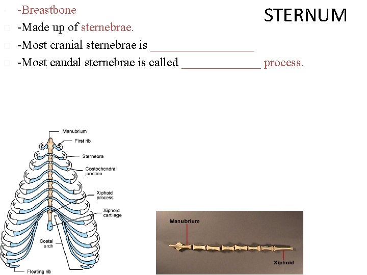 Hyoid Bone Also called hyoid Supports base of