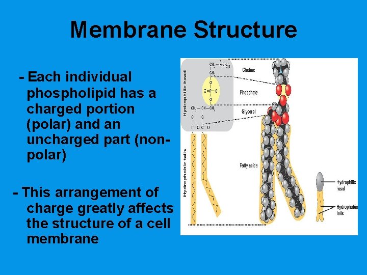 Unit 1 The Cell Standard 1 a Students