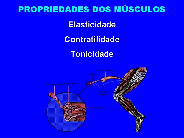 SISTEMA MUSCULAR ADAPTADO POR JOSE ANTONIO SISTEMA MUSCULAR