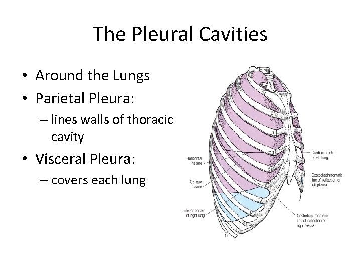 HISTORY OF ANATOMY By Prof A K Srivastava