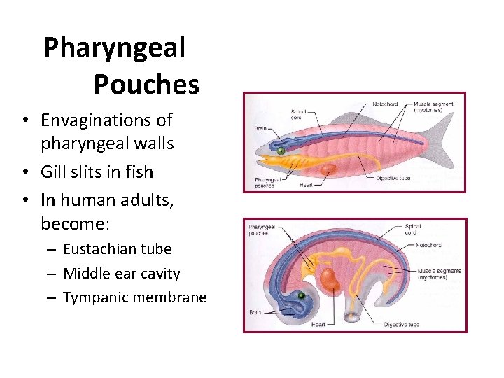 HISTORY OF ANATOMY By Prof A K Srivastava