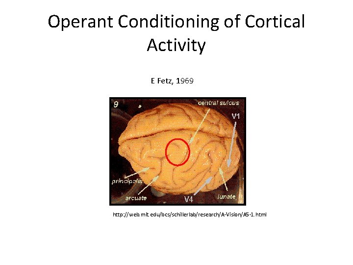 Operant Conditioning of Cortical Activity E Fetz 1969
