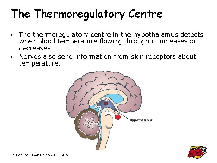 Temperature regulation How does our body control its