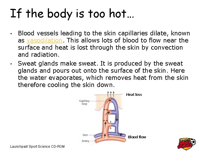 Temperature regulation How does our body control its