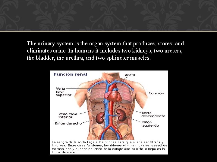 The urinary system is the organ system that