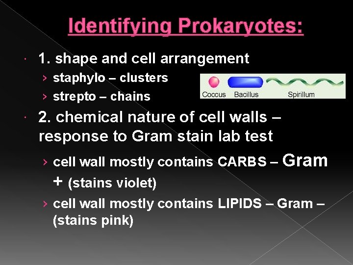 Prokaryotes no membrane bound organelles no nucleus or