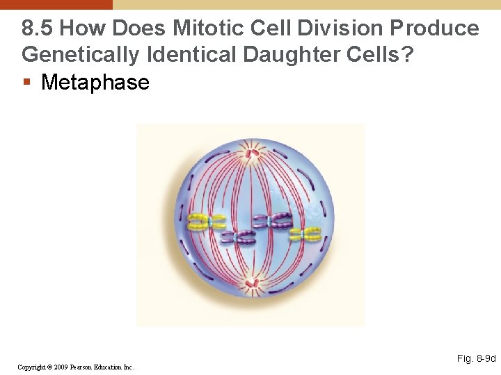 8 5 How Does Mitotic Cell Division Produce