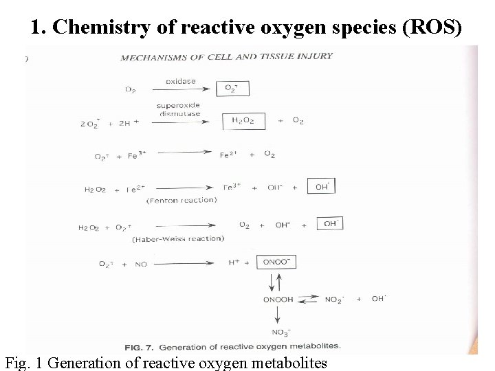 1 Chemistry of reactive oxygen species ROS 2