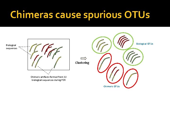 Sample with bacteria 16 S r RNA gene