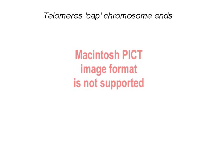 TELOMERES What are they Why are they important