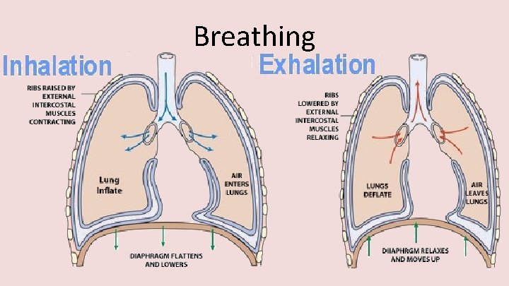 The lungs and breathing Learning objectives Define breathing