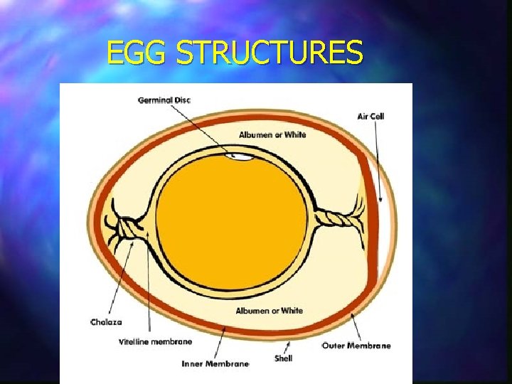 4 H Embryology 4 H School Enrichment Project