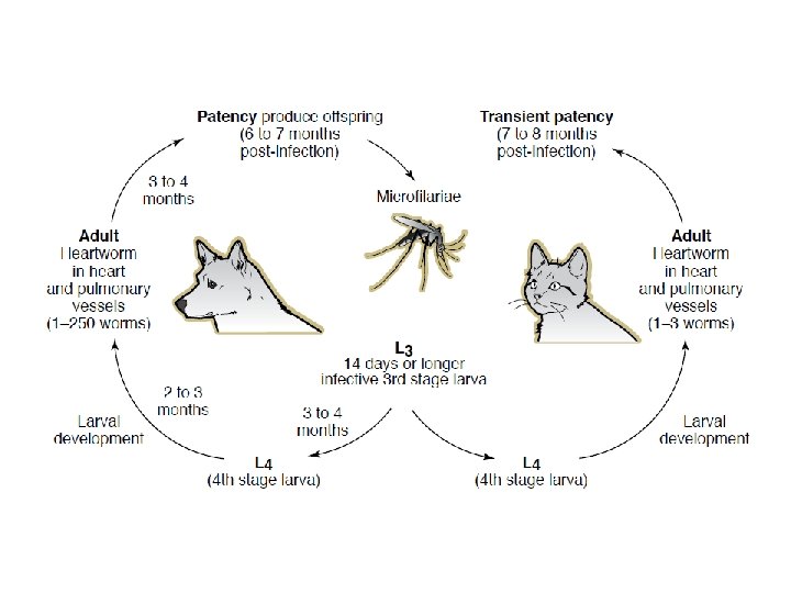 Antiparasitics Chapter 12 3 Dr Dipa Brahmbhatt VMD