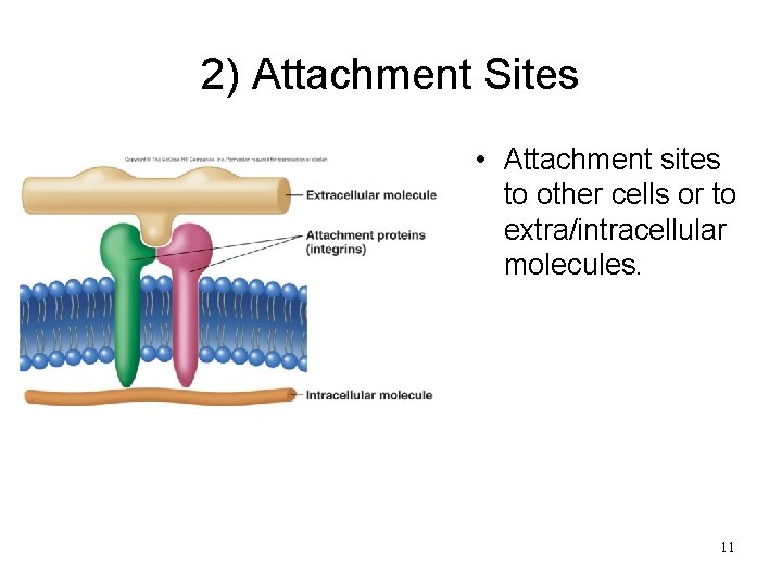 Chapter 3 Cell Anatomy Cell ChamberCompartment 1 2