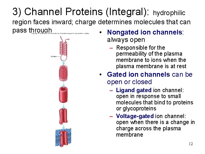 Chapter 3 Cell Anatomy Cell ChamberCompartment 1 2
