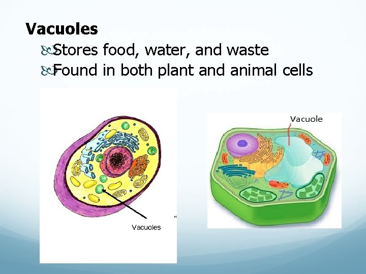 Cells Cells Definition A membrane covered structure that