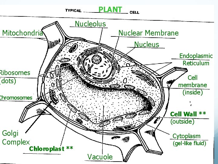 Cells Cells Definition A membrane covered structure that