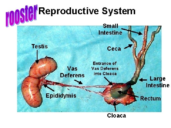 Reproductive system Produces offspring The Reproductive System ...