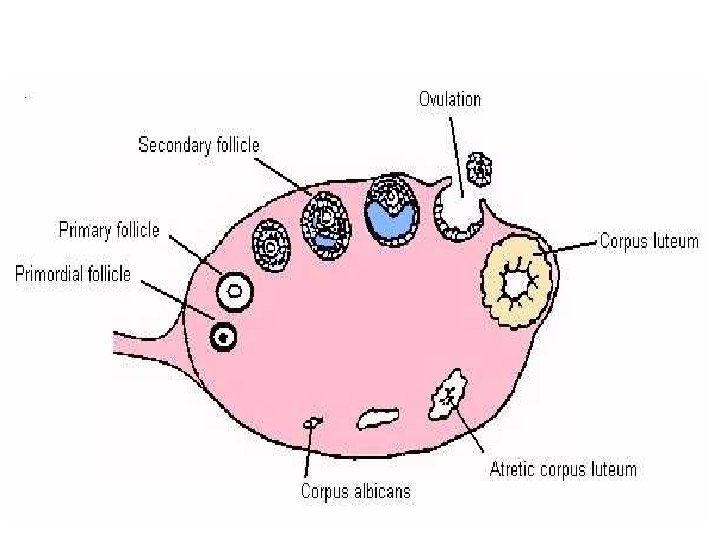Reproductive system Produces offspring The Reproductive System ...