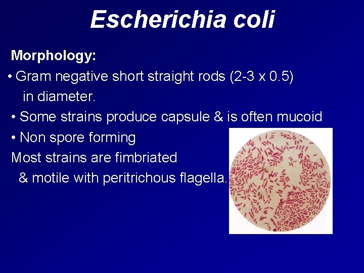 Gramnegative rods Enterobacteriaceae Characters of Enterobacteriaceae ...