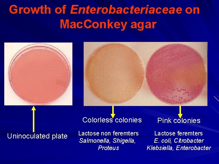 Gramnegative rods Enterobacteriaceae Characters of Enterobacteriaceae ...