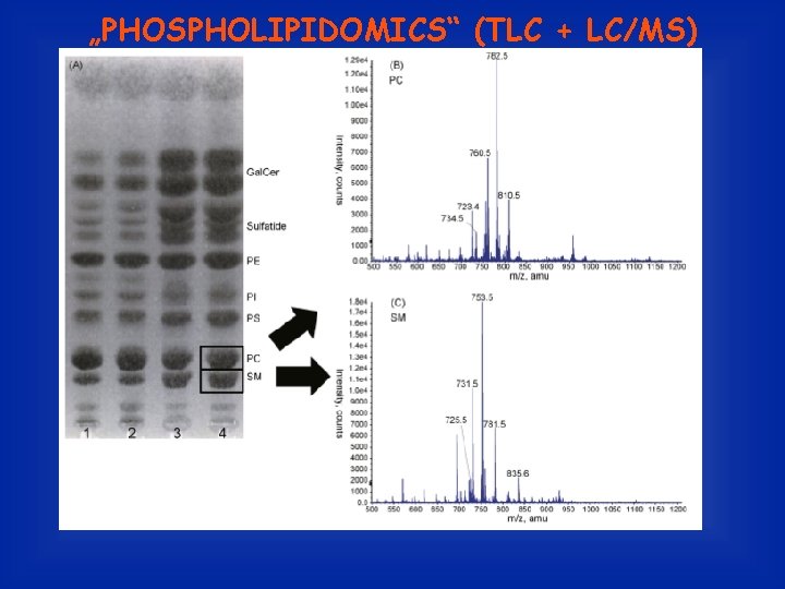 LIPIDOMICS Genomics Proteomics Metabolomics Lipidomics Structural ...