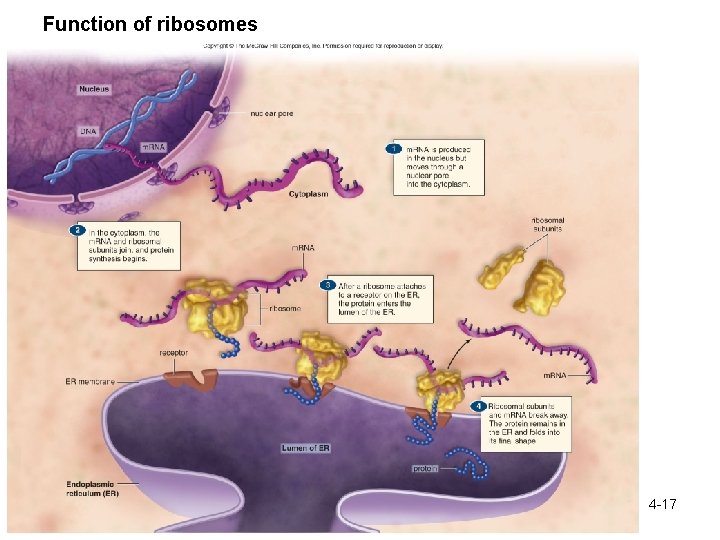 Cells Are the Basic Units of Life 4