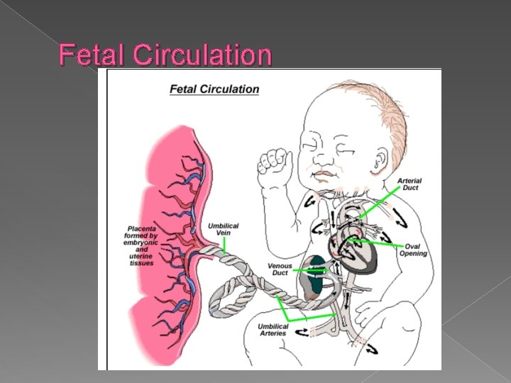 Circulatory II How blood flows in the heart
