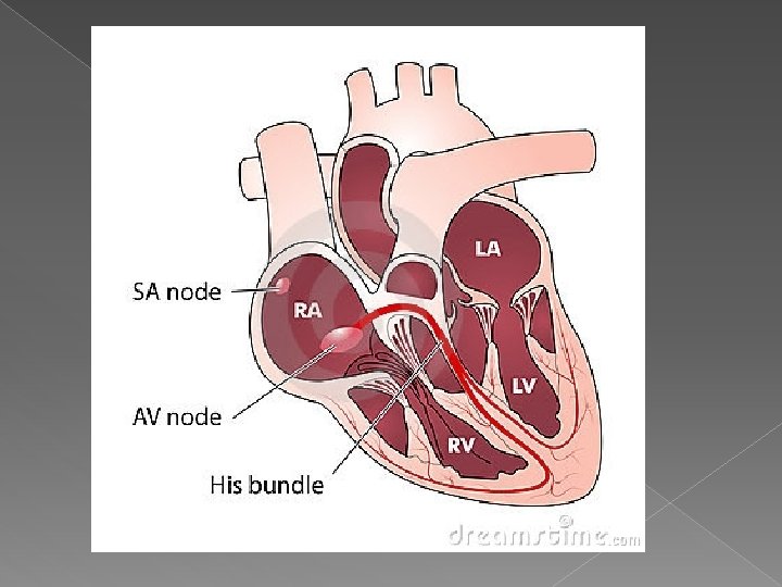 Circulatory II How blood flows in the heart
