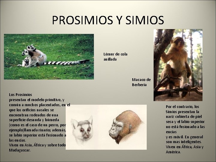 Evolucin humana LOS PRIMATES Ubicacin taxonmica Reino Animal