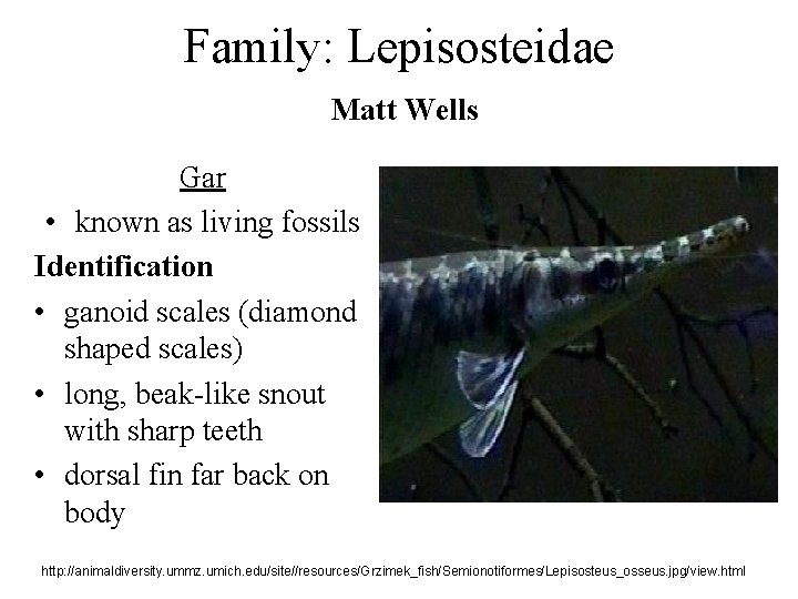Family Lepisosteidae Matt Wells Gar known as living