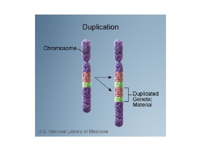 Human Chromosomes and Karyotyping Chromosomal Disorders Chromosome ...