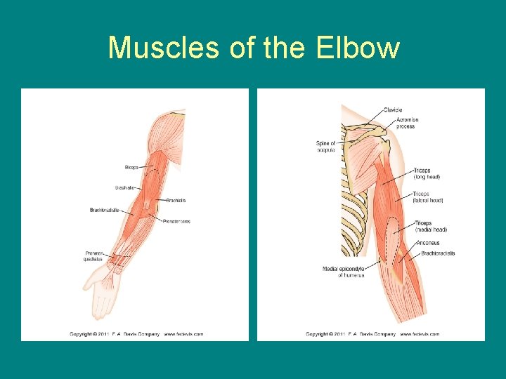 The Elbow and Forearm Complex Anatomy of the