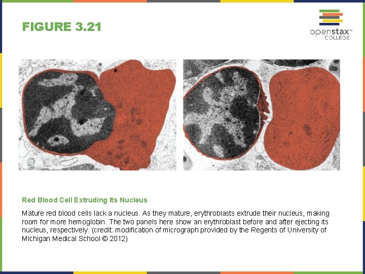 ANATOMY PHYSIOLOGY Chapter 3 THE CELLULAR LEVEL OF