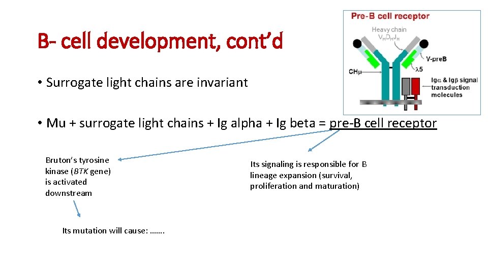 Modified from Serotonin file Development of B and