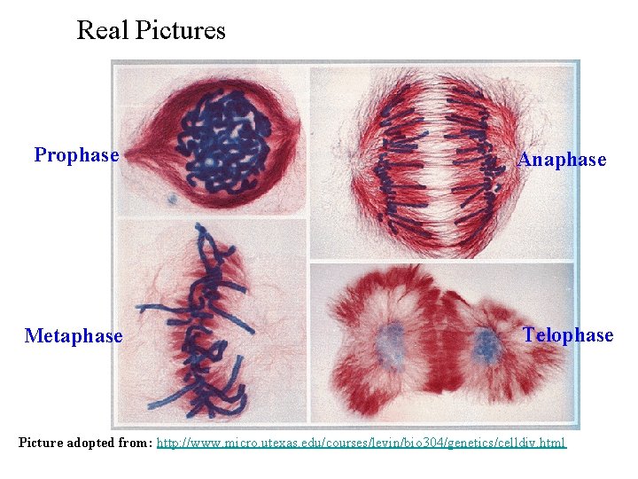 Cell Division Mitosis Meiosis Cell Division What is