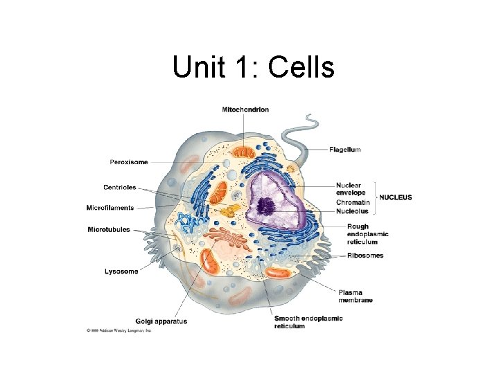 Unit 1 Cells Cell Theory All living things