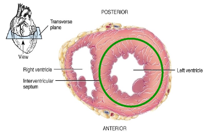 The Heart Overview of the Heart double pump