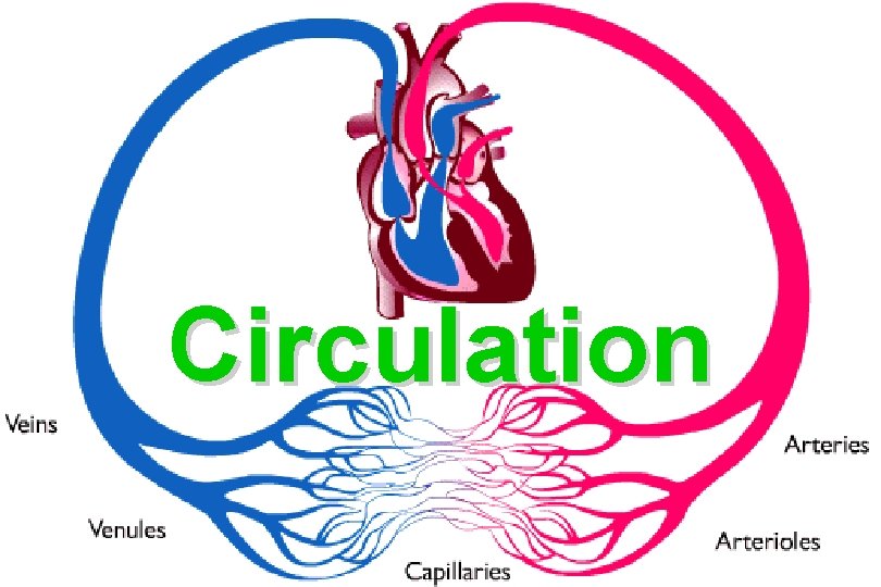 The Heart Overview of the Heart double pump