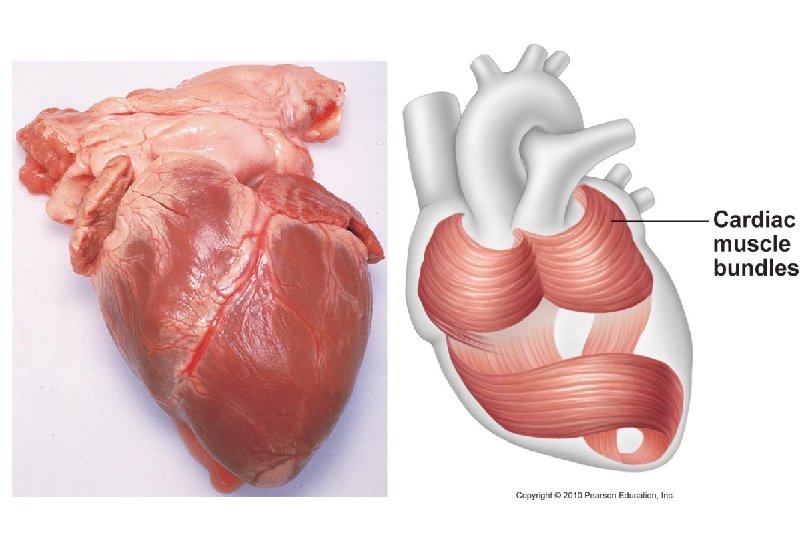 The Heart Overview of the Heart double pump