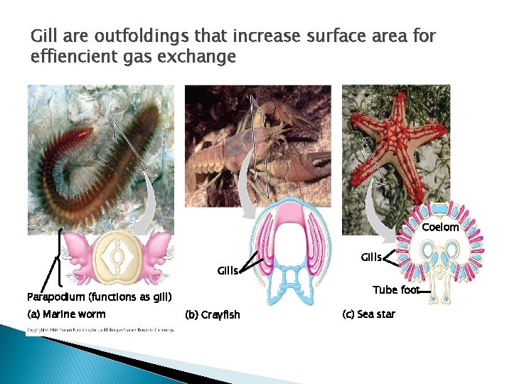 Essential Knowledge 2 A 3 Organisms must exchange