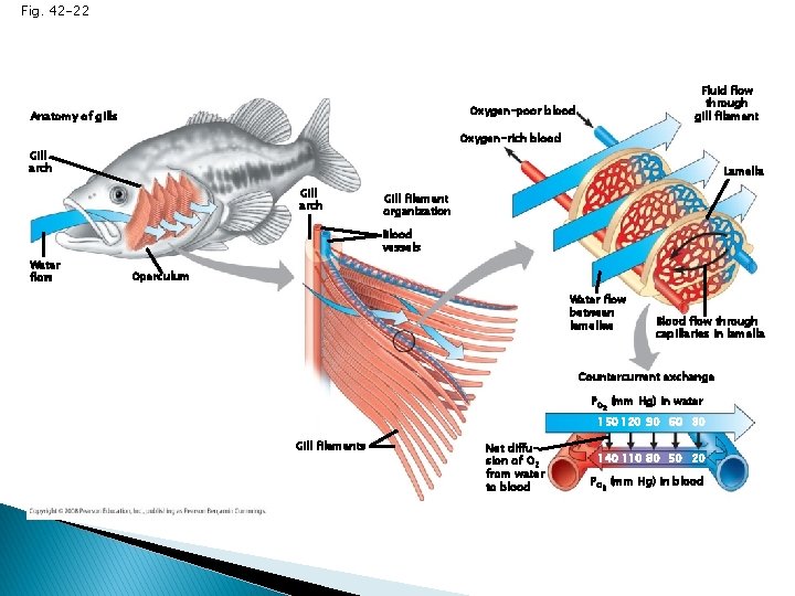 Essential Knowledge 2 A 3 Organisms must exchange