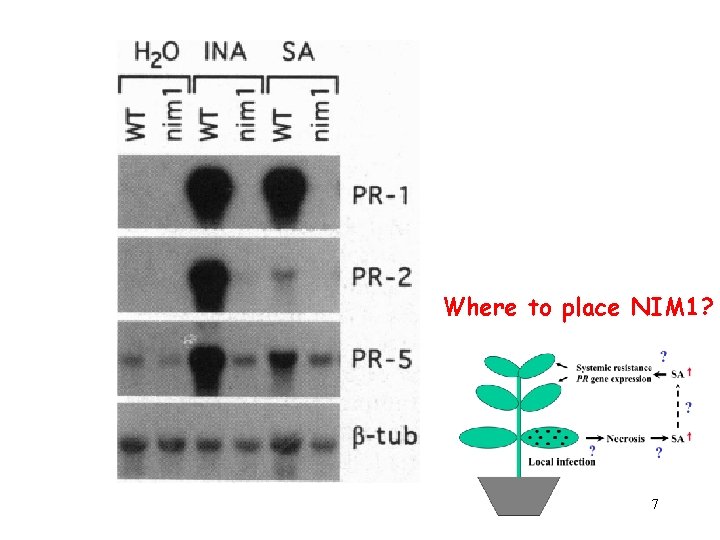Lecture 3 4 Identification of Positive Regulators downstream