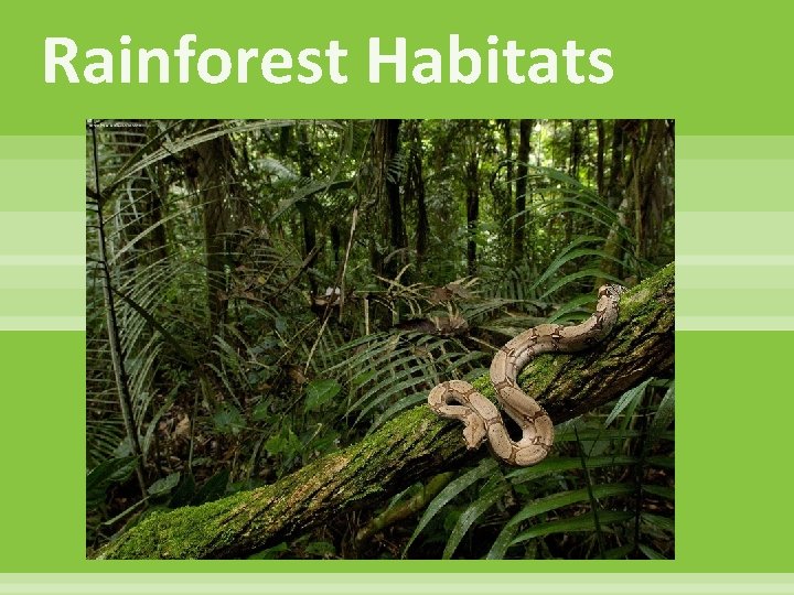 Rainforest Habitats Description Tropical forests are characterized by
